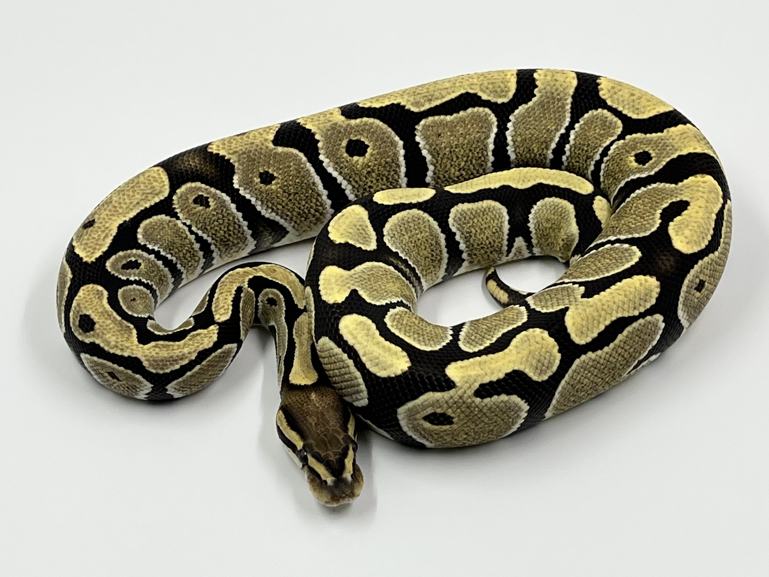 Desert Ghost Ball Python by Black Label Balls - MorphMarket