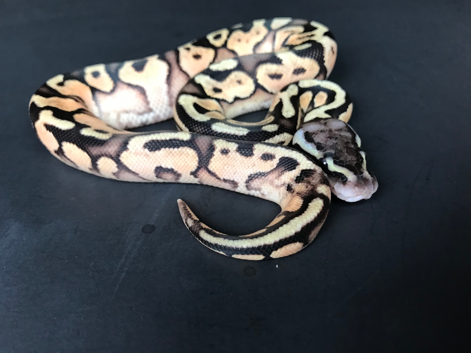 Frostbite Ball Python by Sno-King Reptiles - MorphMarket