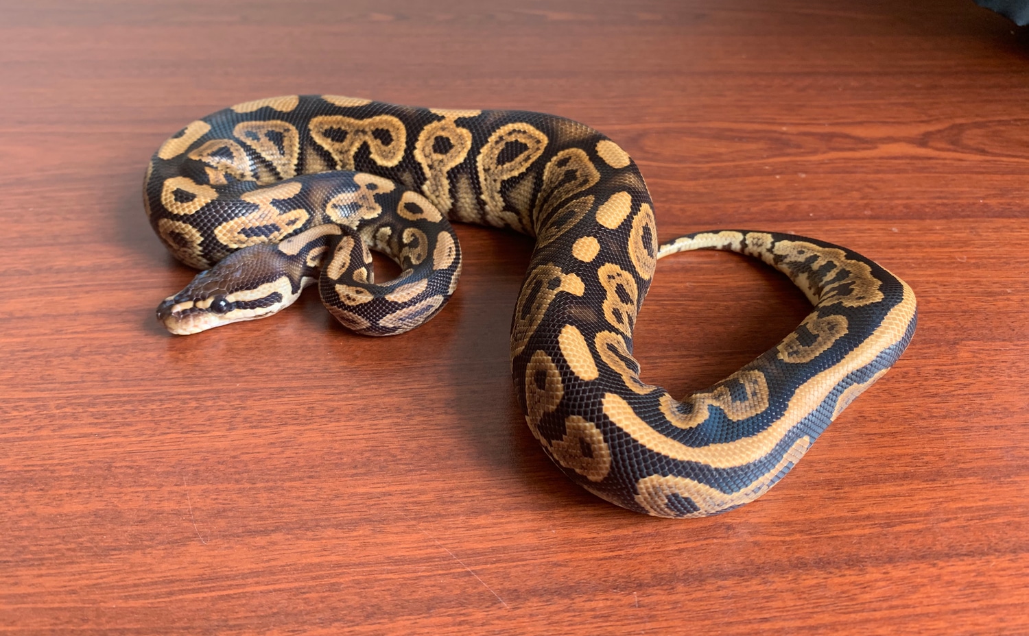 Black Pastel Yellow Belly Ball Python by Sno-King Reptiles - MorphMarket