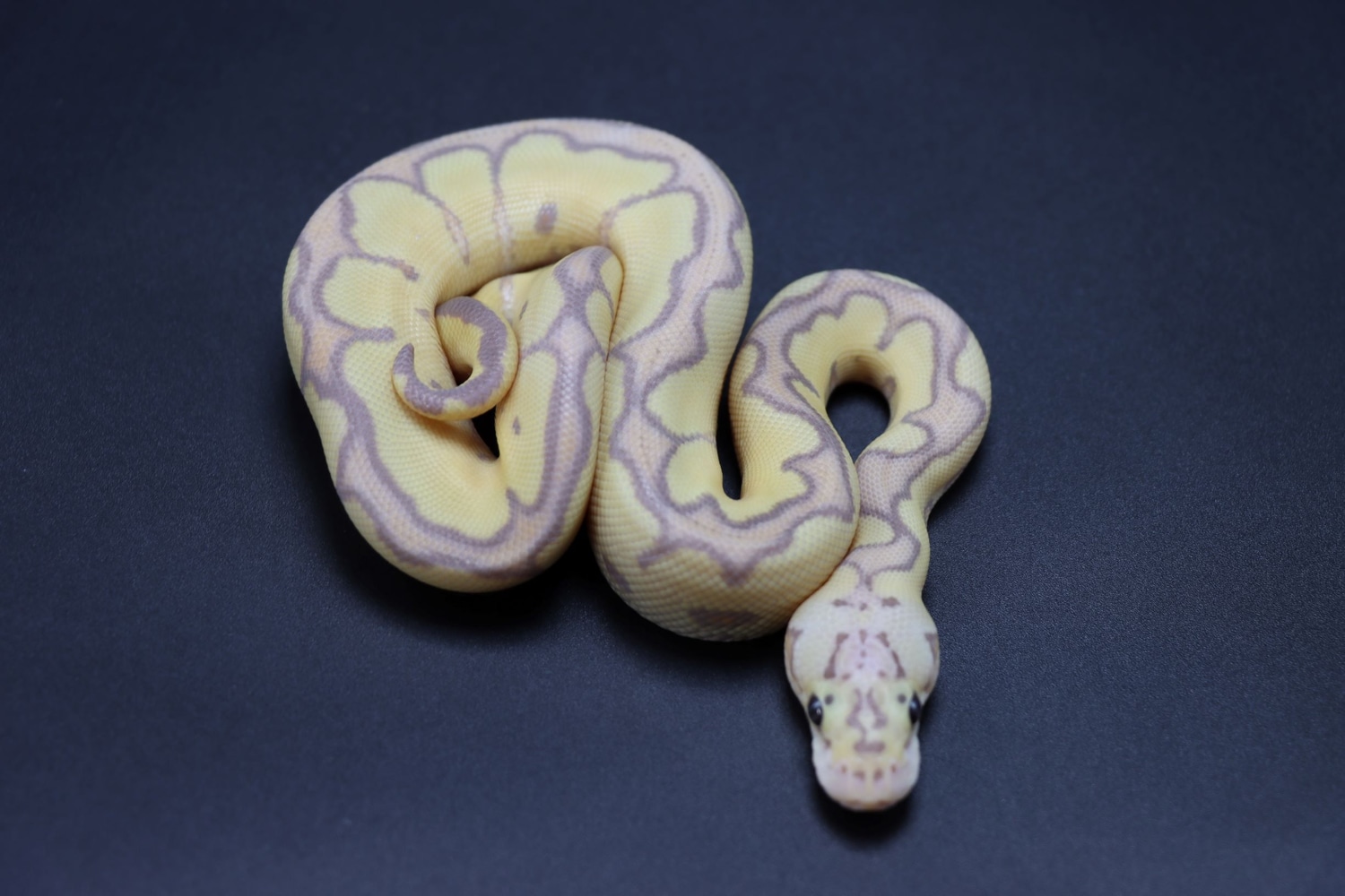 Coral Glow Pastel Clown Poss. Enchi Ball Python by KCO Reptiles ...