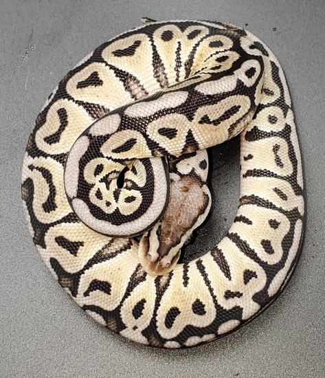 Pastel Lori Het Clown Ball Python by KCO Reptiles