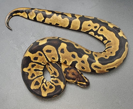 Lori Leopard Het Clown Ball Python by KCO Reptiles