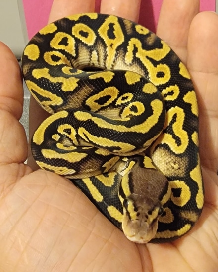 Pastel Mystic Double Het Ghost Puzzle Ball Python by Alien Reptile