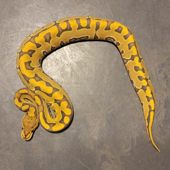 Hypo Puzzle Ball Python by Alien Reptile