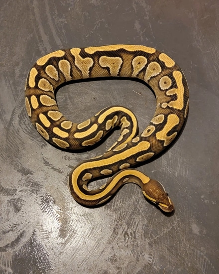 Mojave Het Puzzle Ball Python by Alien Reptile