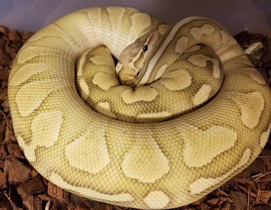 Pastel Butter Hypo Ball Python by Alien Reptile