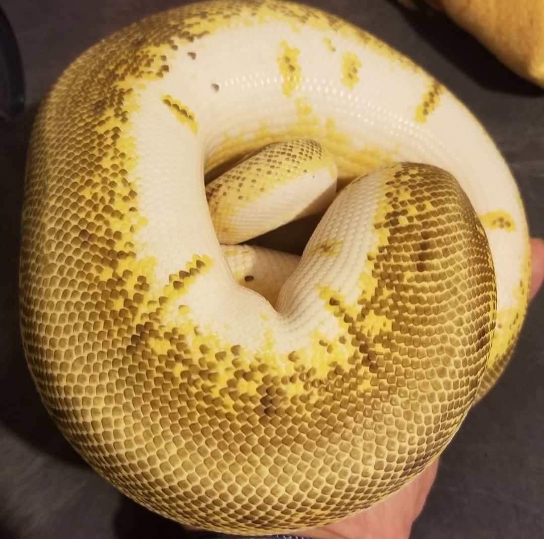 Super Orange Dream Pastel Enchi Spider Pinstripe Ball Python by Alien ...