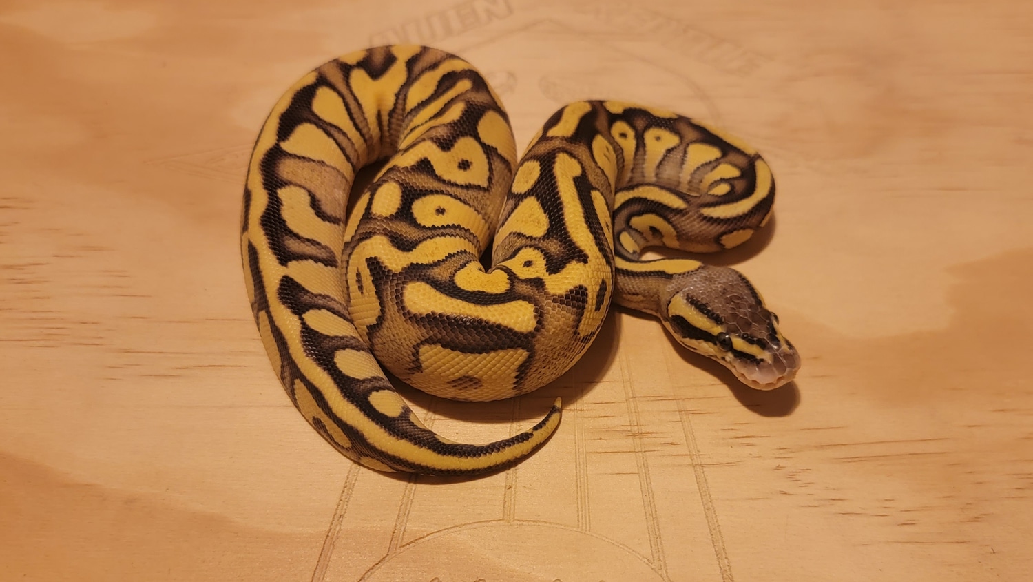 Pastel Mystic Enchi Gravel/Spark Ball Python by Alien Reptile - MorphMarket