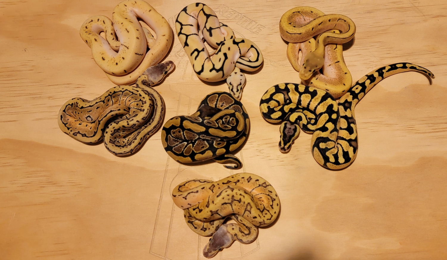 Ball Python Clutch: 22RhinoBN by Alien Reptile - MorphMarket