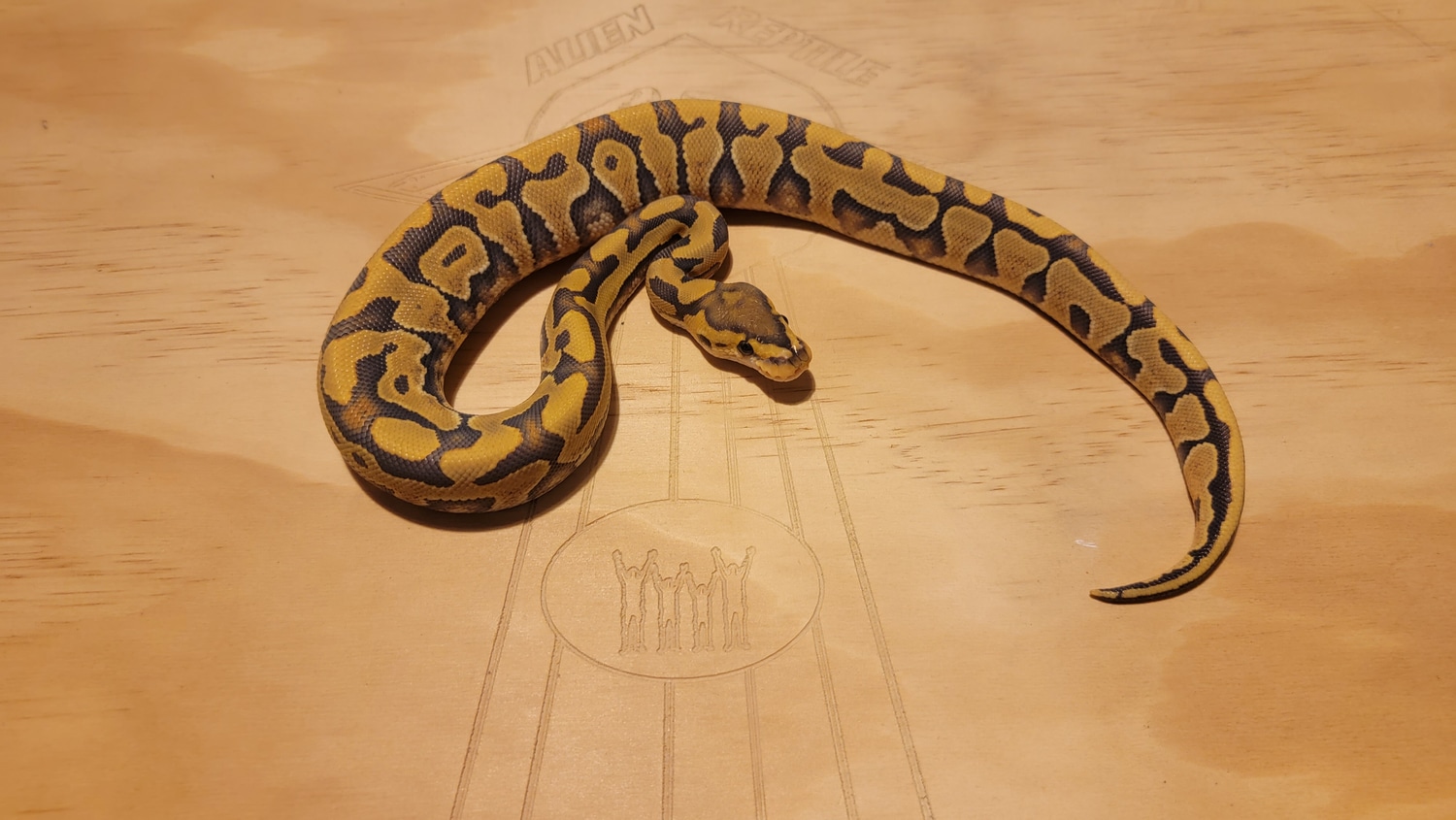 Hypo Puzzle Ball Python by Alien Reptile - MorphMarket