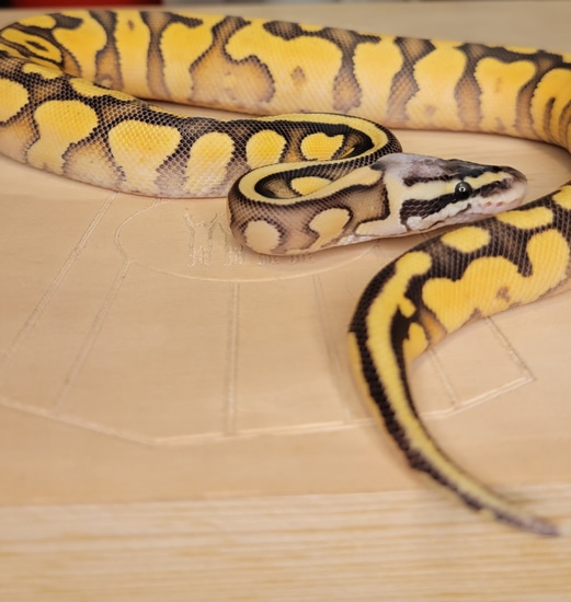 Super Pastel Enchi Gravel/Spark Het Hypo Ball Python by Alien Reptile