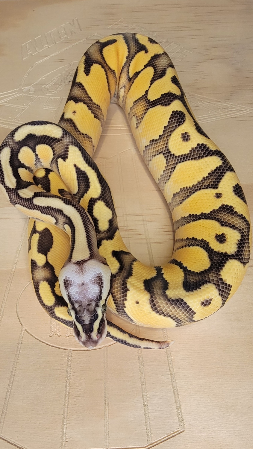Super Pastel Enchi Gravel/Spark Ball Python by Alien Reptile - MorphMarket