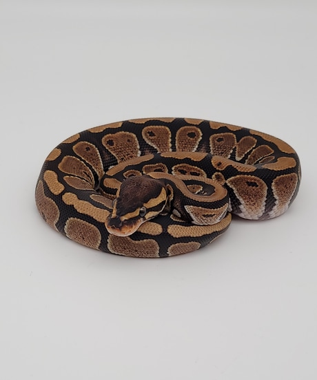 Orange Dream Het Hypo Het Puzzle Ball Python by Alien Reptile