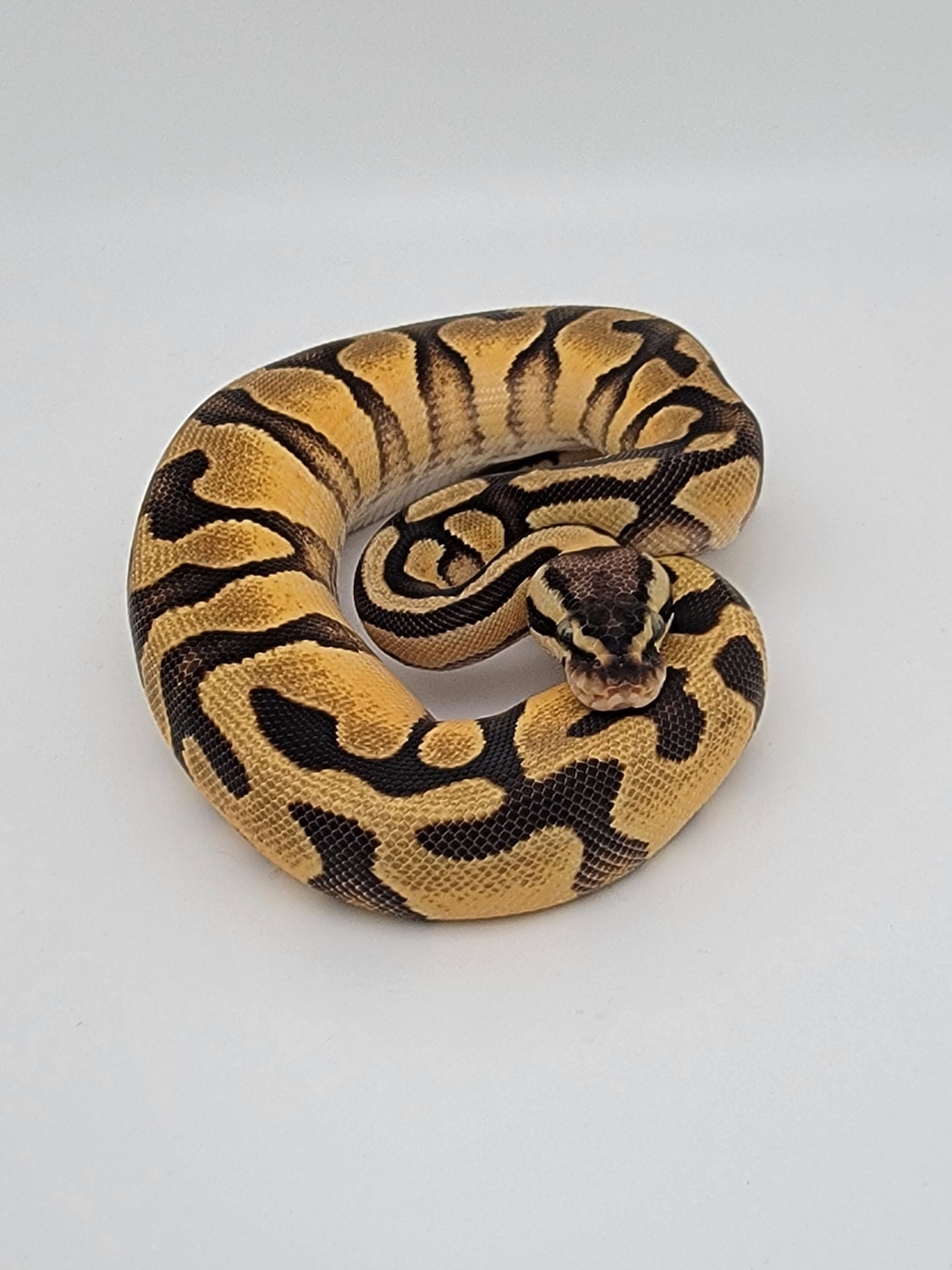 Enchi Pastel Gravel/Spark Ball Python by Alien Reptile - MorphMarket