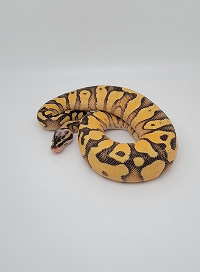 Super Pastel Enchi Gravel/Spark Het Hypo Ball Python by Alien Reptile