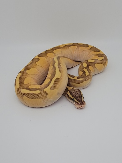 Super Pastel Butter Enchi Gravel/Spark Ball Python by Alien Reptile