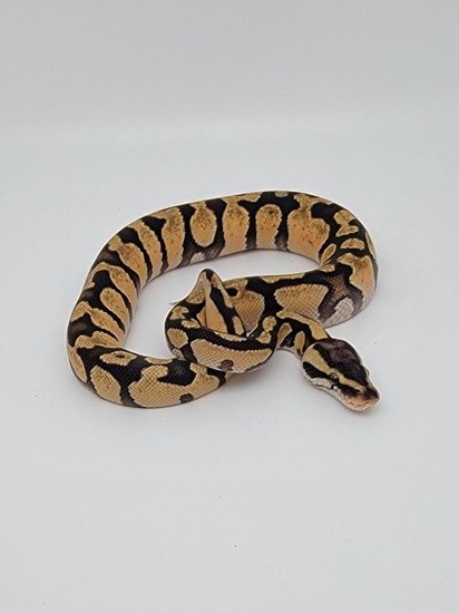 Orange Dream Enchi Pastel Het Puzzle Het Hypo Pos Blade Ball Python by ...