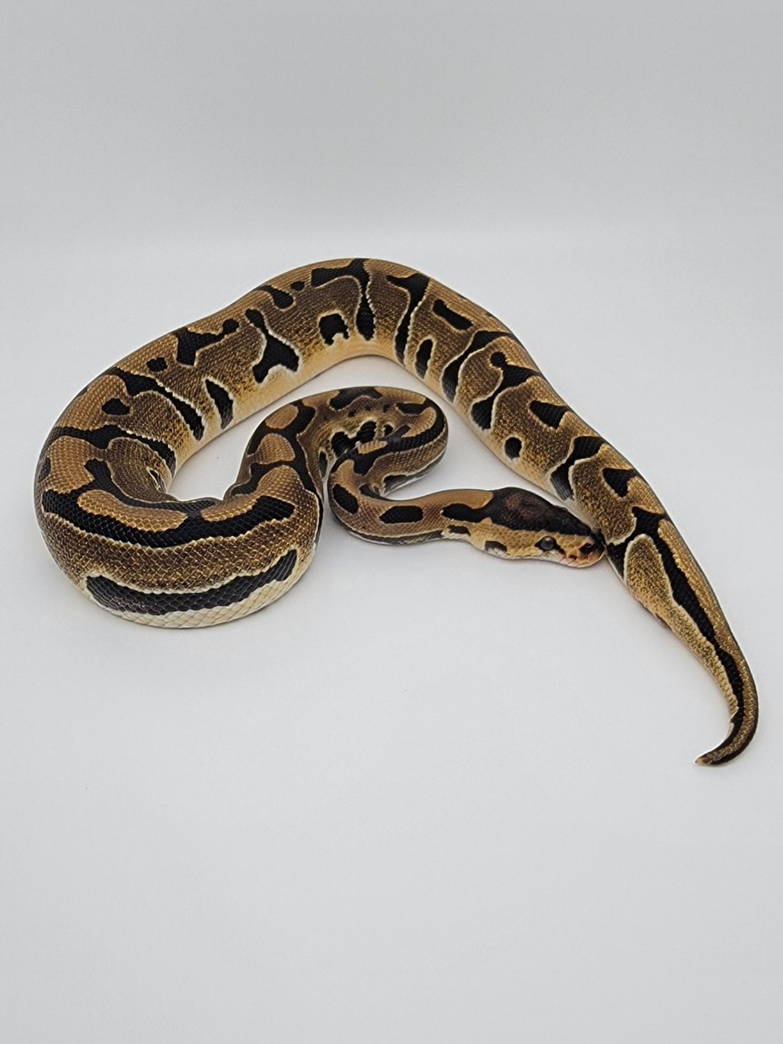 Alien Reptile's Collection - MorphMarket