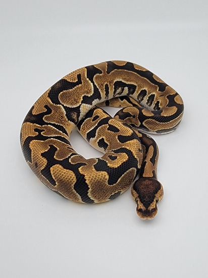 "Blade" Puzzle Het Hypo Ball Python by Alien Reptile