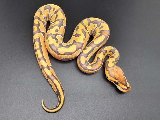 Hypo Puzzle Ball Python by Alien Reptile