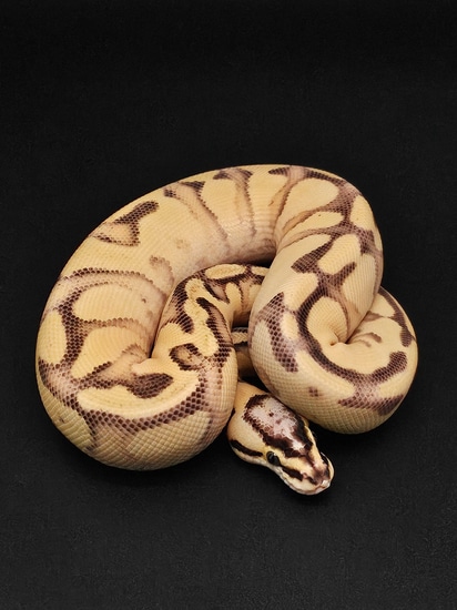 Pastel Enchi OD Gravel Specter Ball Python by Alien Reptile