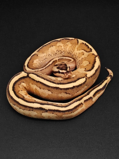 OD Gravel Specter Ball Python by Alien Reptile