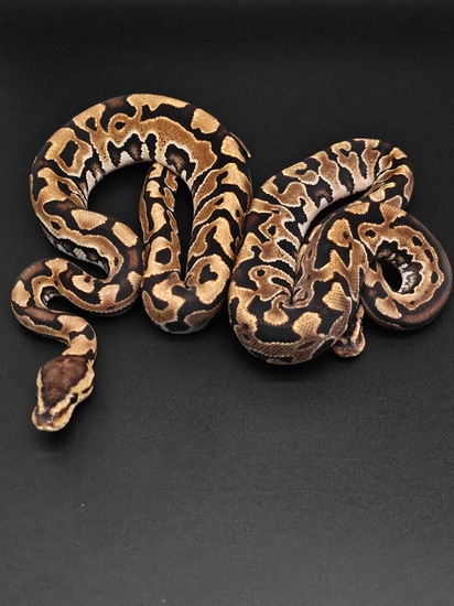 Group A 1.1 Puzzle Het Hypo Ball Python by Alien Reptile