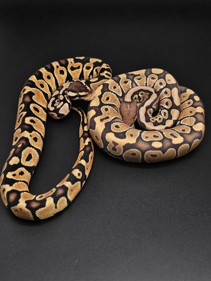 Group B (M) Pastel DH & (F) Hypo Het Puzzle Ball Python by Alien Reptile