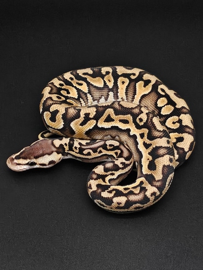 Pastel Mystic Puzzle Het Hypo Pos Enchi Ball Python by Alien Reptile