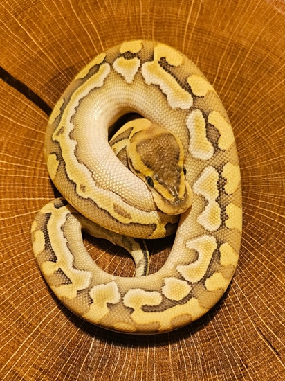Butter Puzzle Het Hypo Ball Python by Alien Reptile