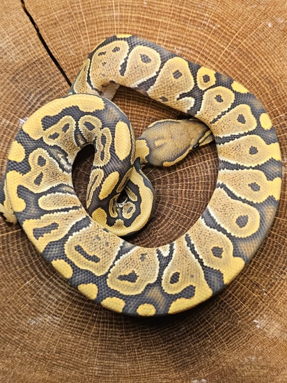 Hypo Het Puzzle Ball Python by Alien Reptile