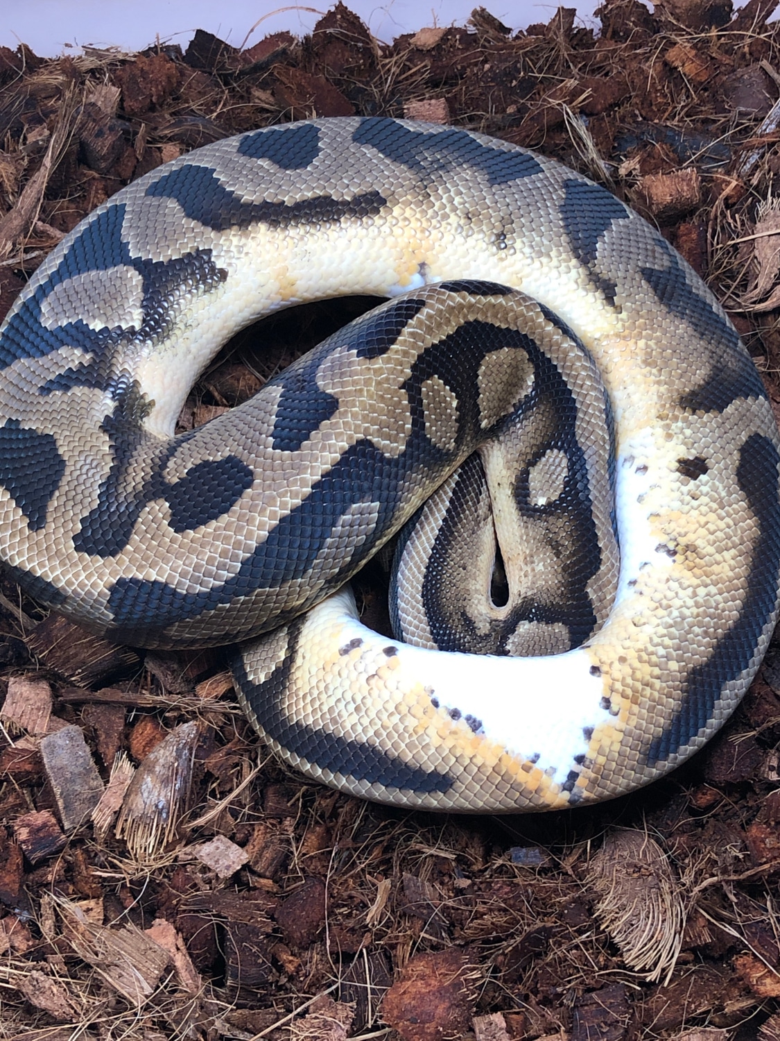 Low White Pied 50% Poss Het Albino Ball Python by Kcreptiles - MorphMarket