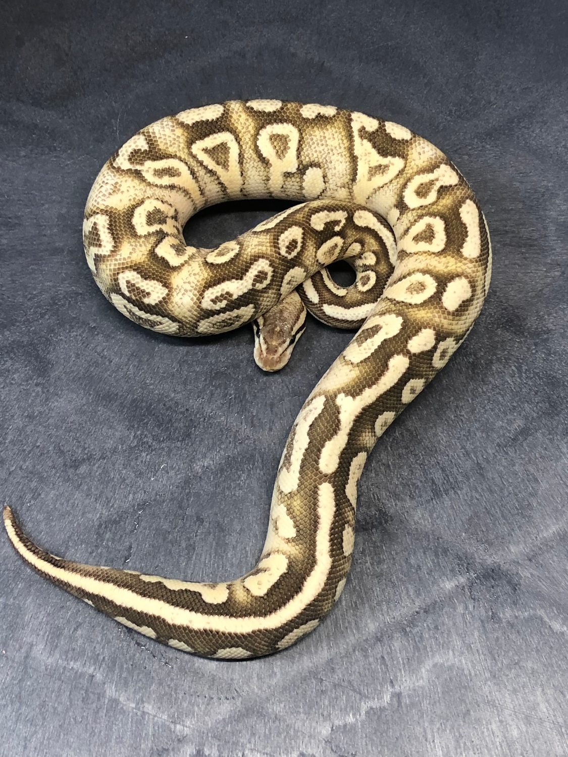 Pastave Yb Fire Or Vanilla Ball Python by Kcreptiles - MorphMarket