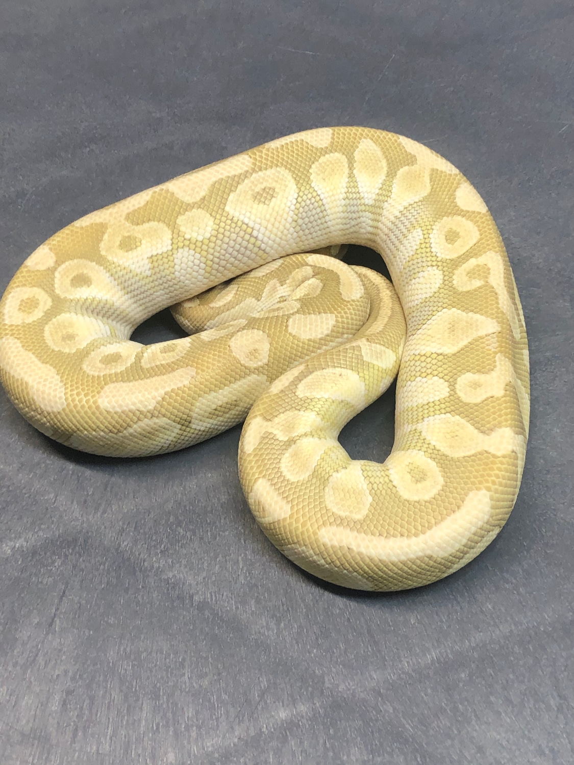 Crystal Ball Python by Kcreptiles - MorphMarket
