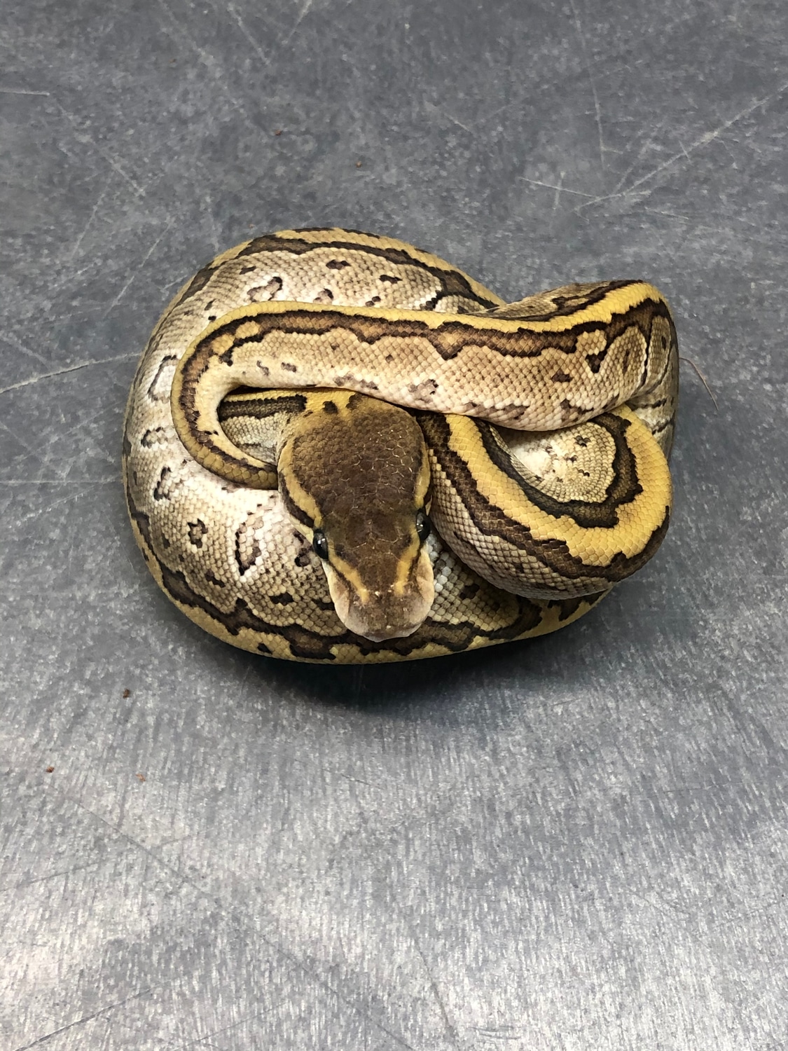 Jigsaw Het Orange Ghost Ball Python by Kcreptiles - MorphMarket