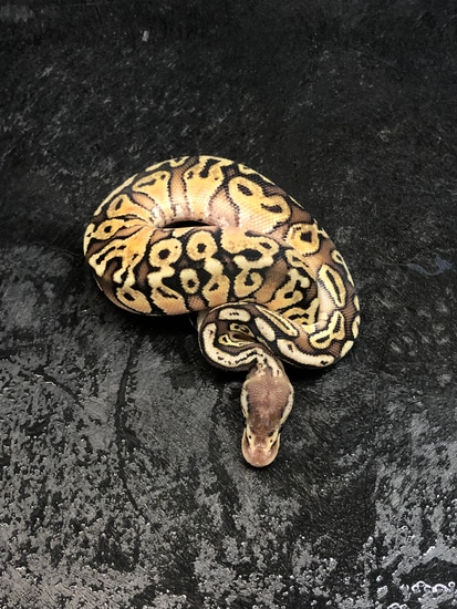 Inferno Ball Python by Kcreptiles