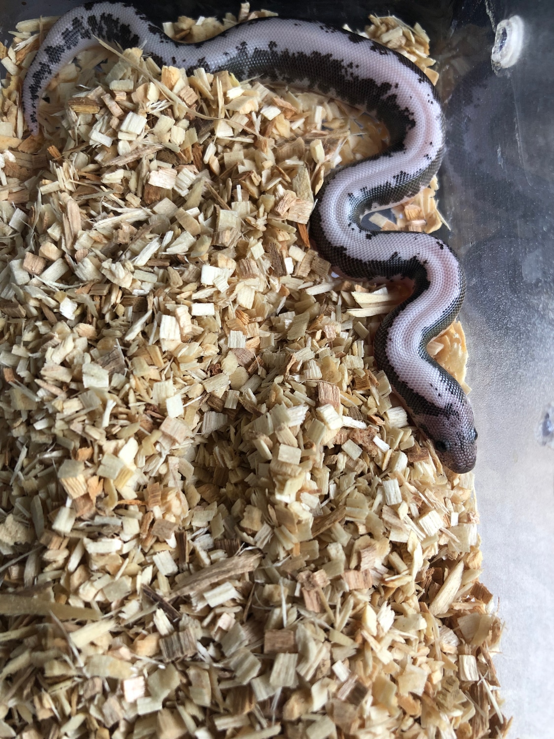 Anery Paint Kenyan Sand Boa by Kcreptiles - MorphMarket