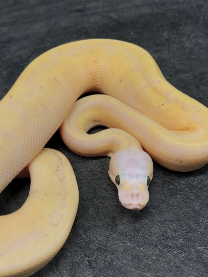 Killer Blast Cream Ball Python by Kcreptiles