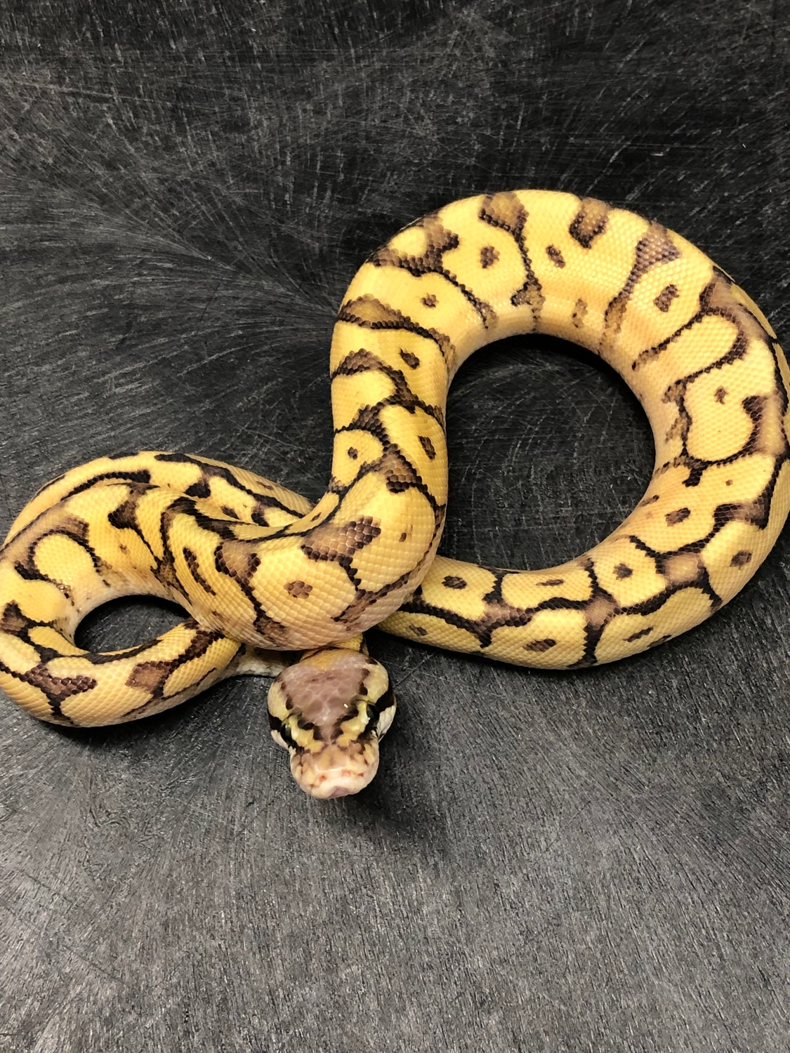 Firebee Mojave Het Hypo Ball Python by Kcreptiles - MorphMarket