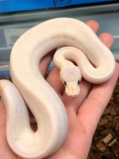 Banana Pewter Leopard Champagne Ball Python by Kcreptiles