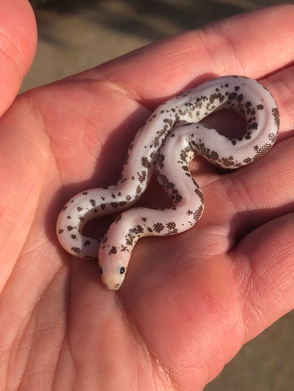 Anery Paint Kenyan Sand Boa by Kcreptiles