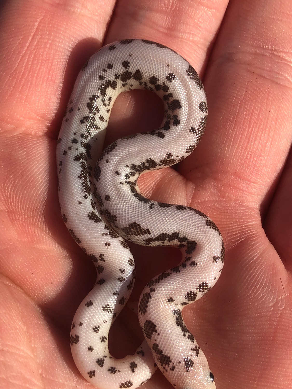 Anery Paint Kenyan Sand Boa by Kcreptiles - MorphMarket