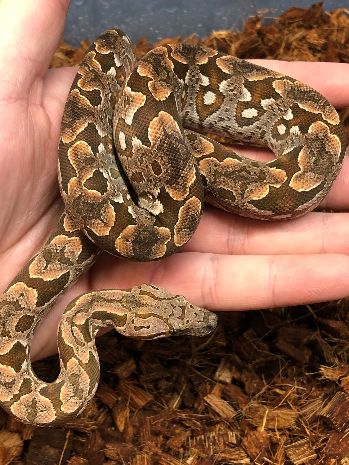 Dumerils Boa Constrictor by Kcreptiles - MorphMarket