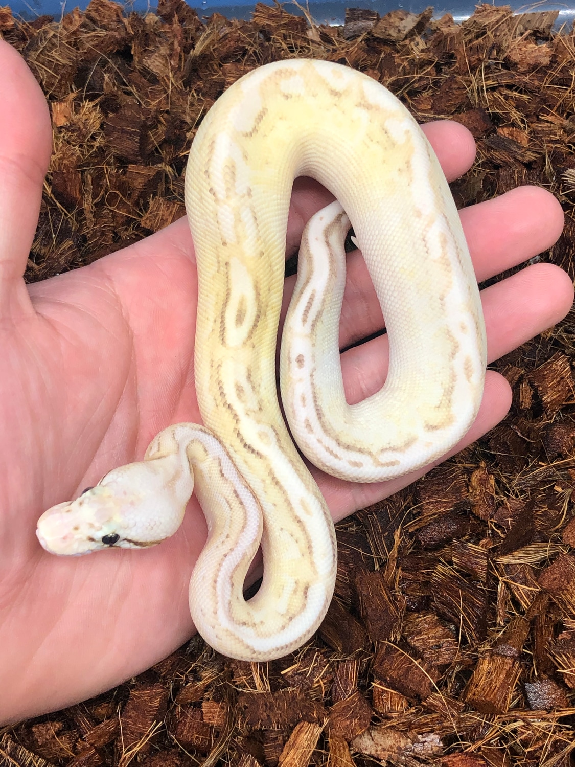 Queenbee GHI Freeway Ball Python by Kcreptiles - MorphMarket