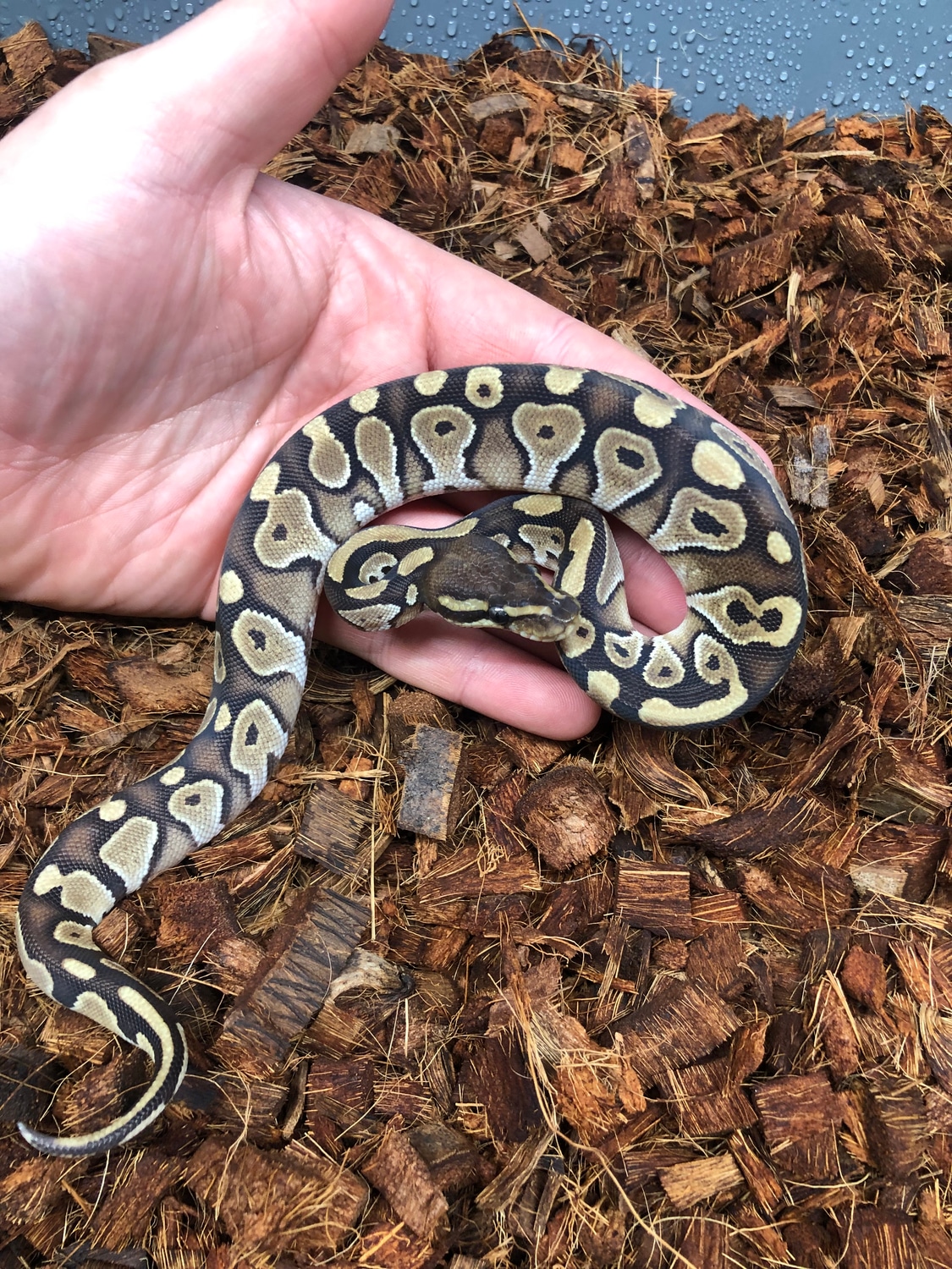 Chocolate Mojave Ball Python by Kcreptiles - MorphMarket
