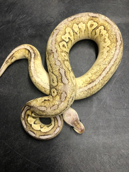 Pewter Fire Ball Python by Kcreptiles
