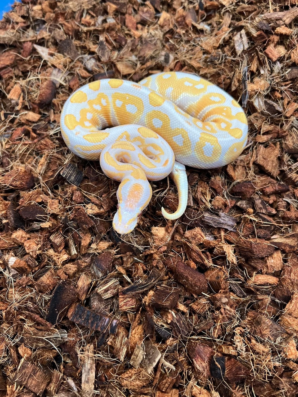 Lavender Albino Ball Python by Kcreptiles - MorphMarket