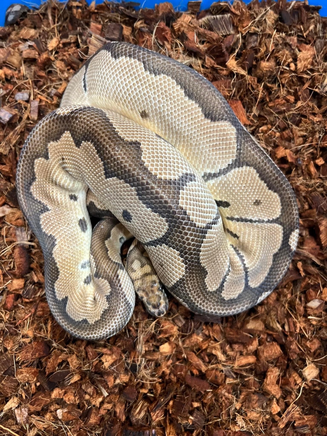 Blade Clown Ball Python by Kcreptiles - MorphMarket