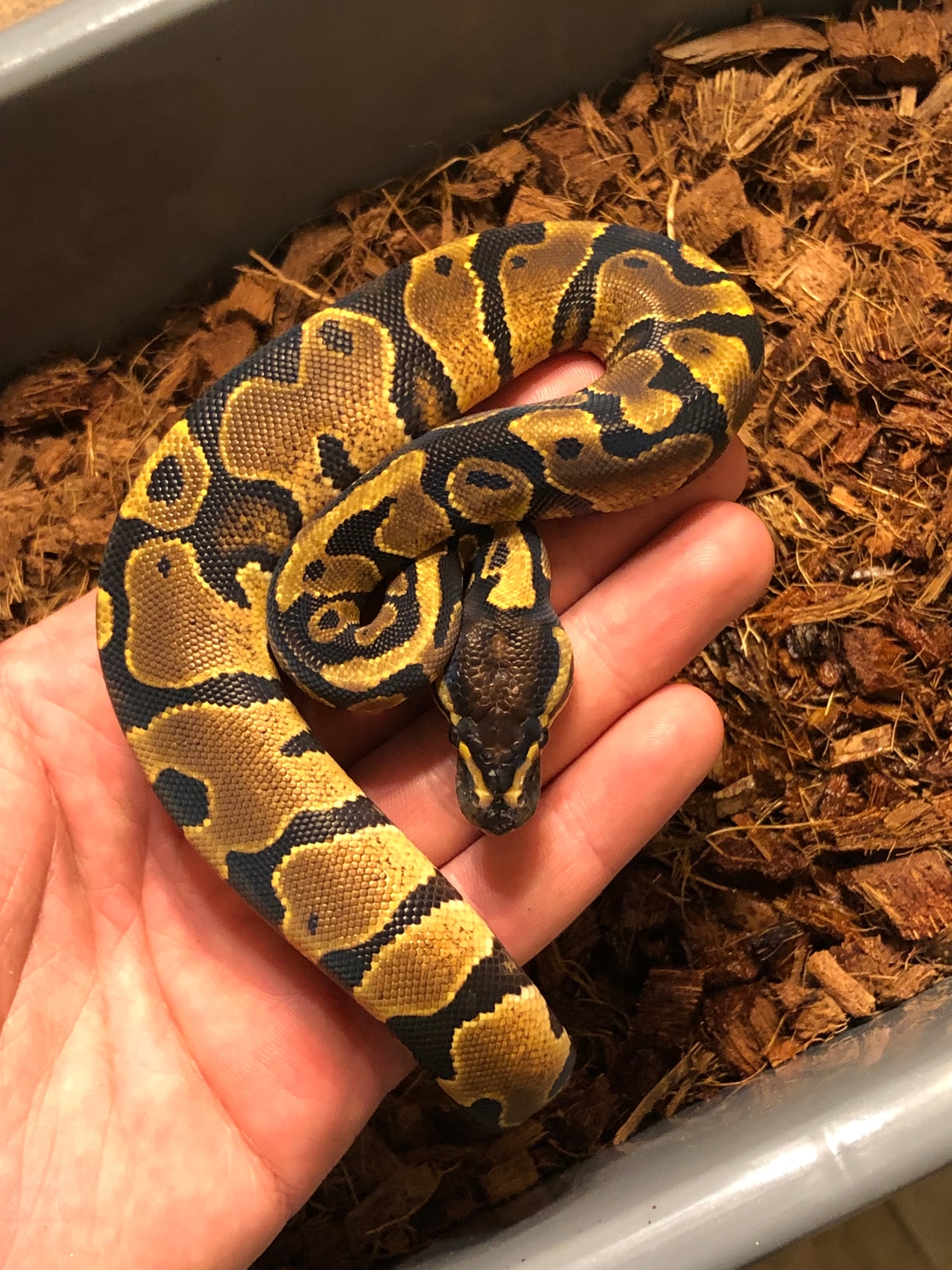 Yellowbelly Or Gravel Ball Python by Kcreptiles - MorphMarket