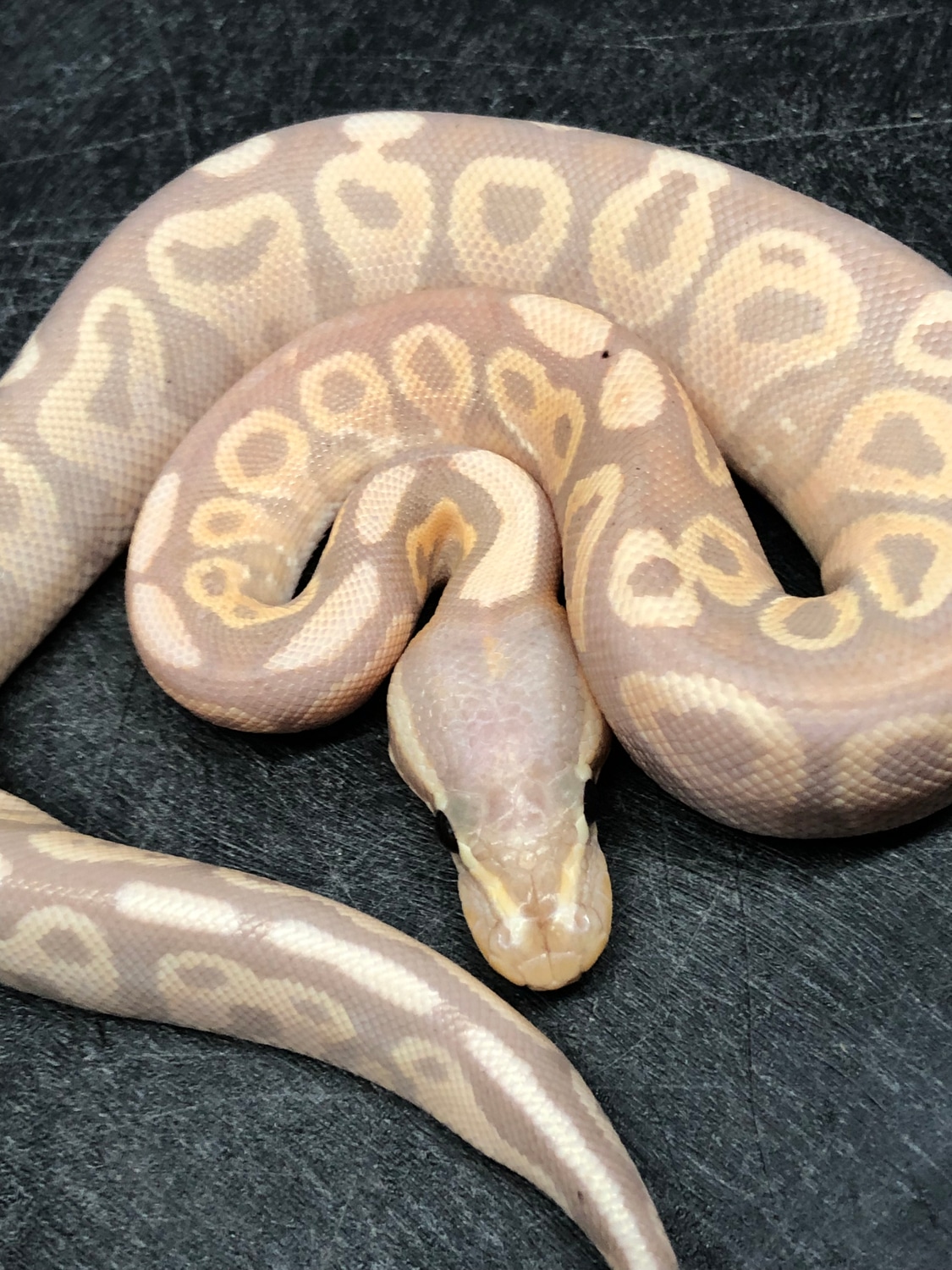 Banana Hra Ball Python by Kcreptiles - MorphMarket
